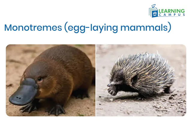 What Are Mammals? Characteristics, Types & Examples Facts